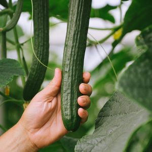 Relax | Fruits and Vegetables
